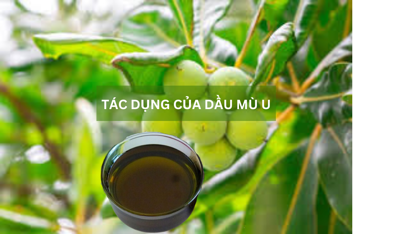 Tác dụng dầu mù u - Southern Skincare